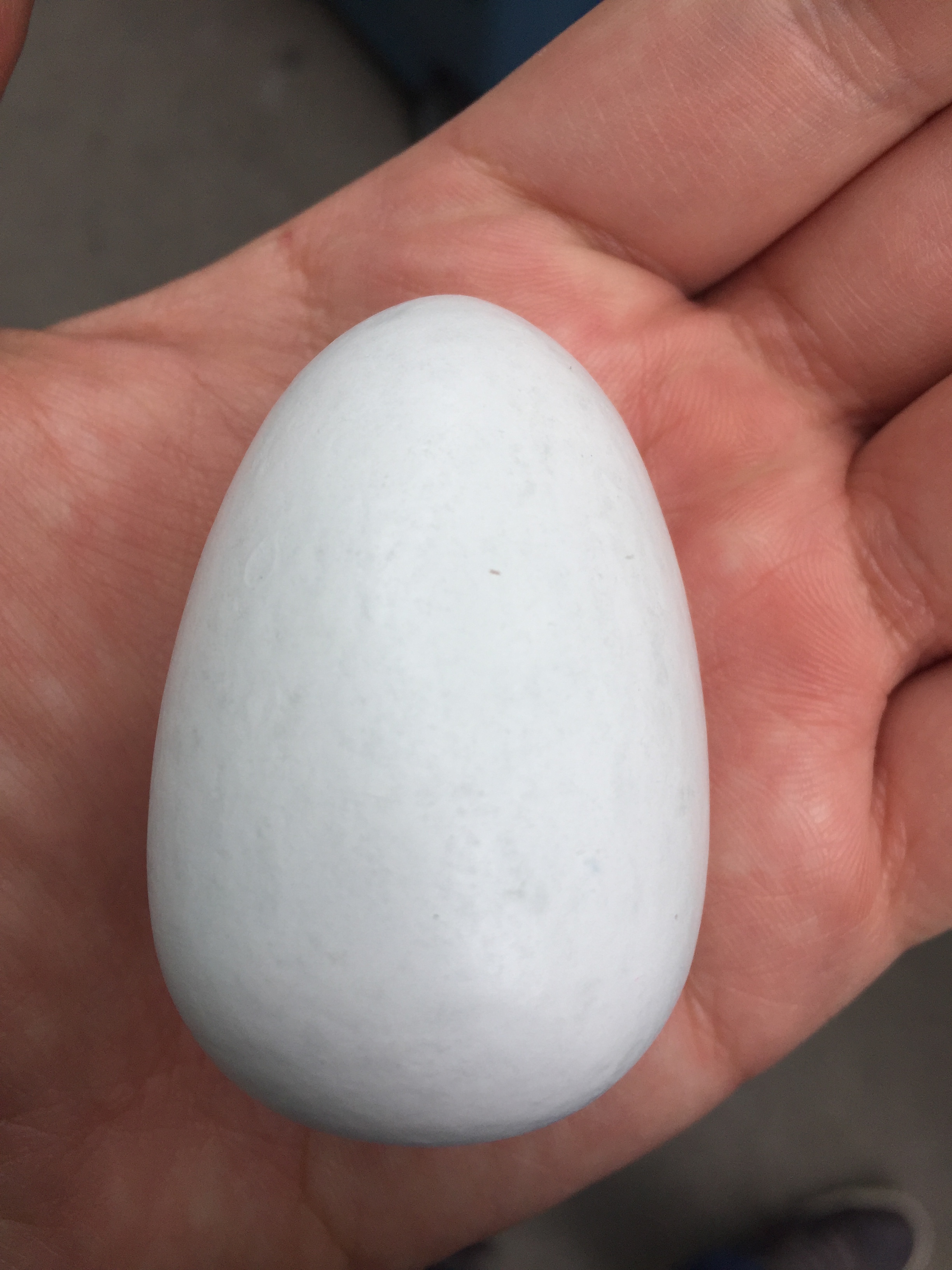 Pocket Egg – Tyler Fugazzie